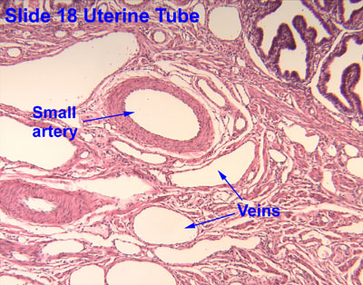 Arteries Veins And Capillaries Microscope